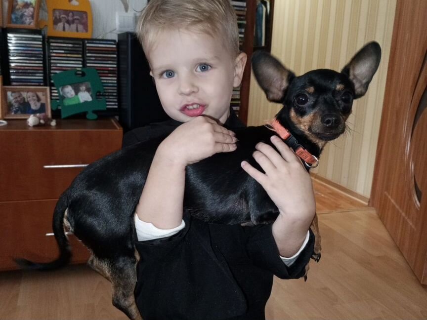 Русский той-терьер