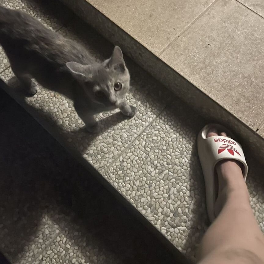 Котик в добрые руки