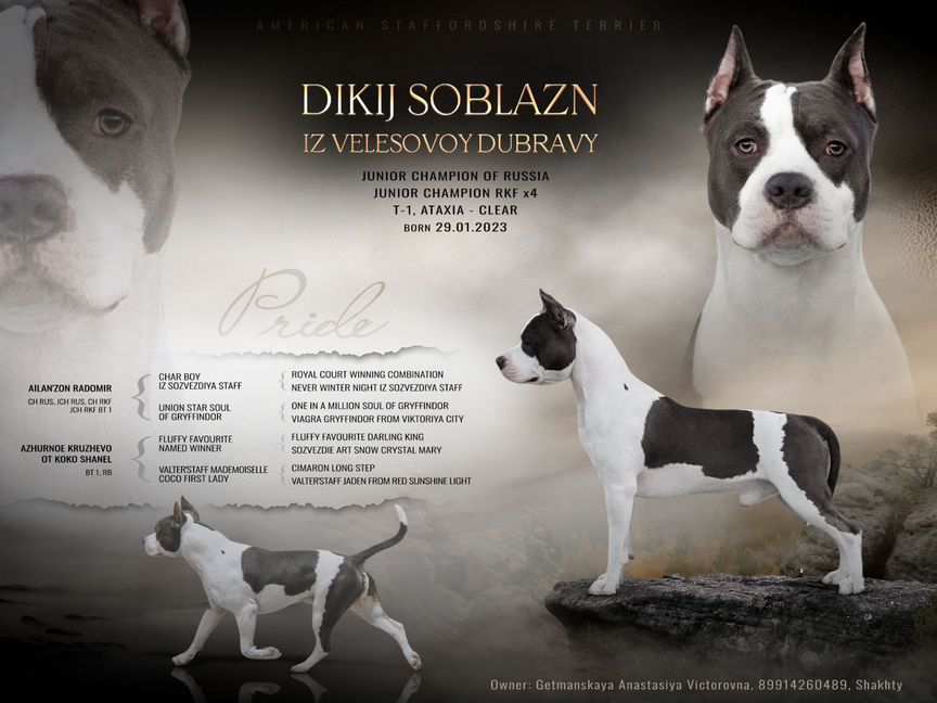 Американский стафф терьер (вязка)