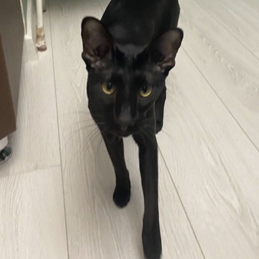 Ориентальная, взрослая кошка