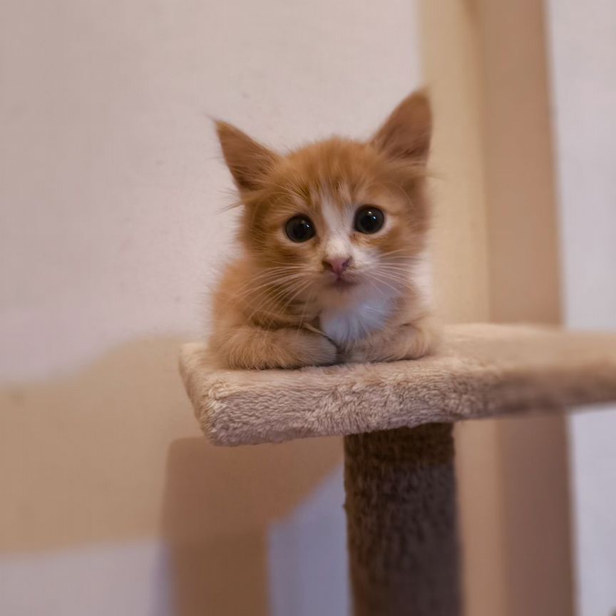 Рыжий котенок