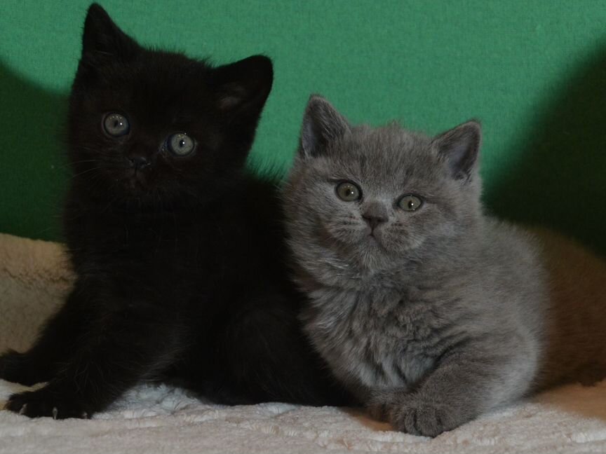 Черный кот британский