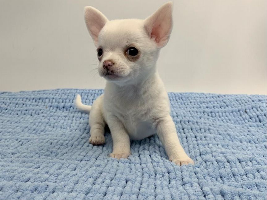 Чихуахуа мини кремовый мальчик
