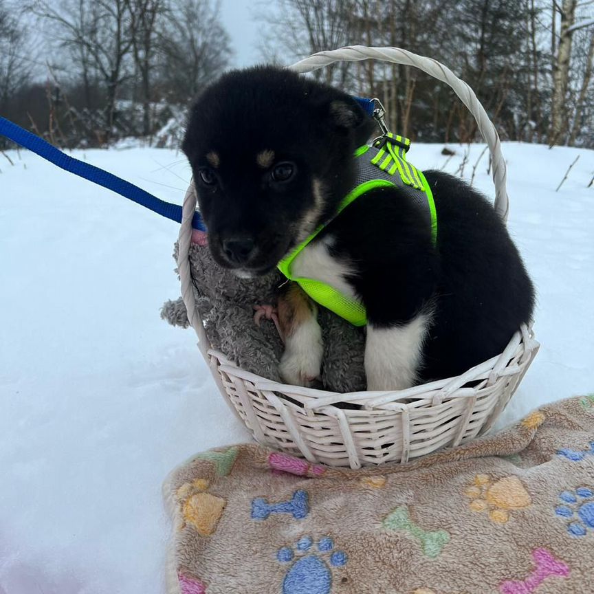 Щенок 3 месяца, мальчик, небольшой