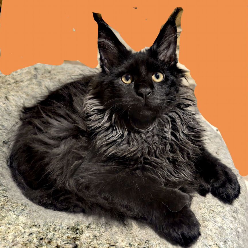 Мейн-кун котёнок