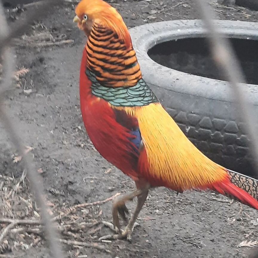 Золотой фазан яйцо