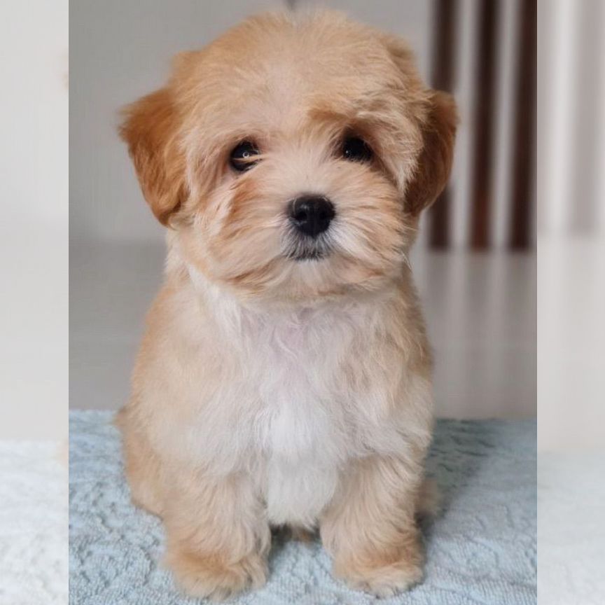 Мальтипу, щенок