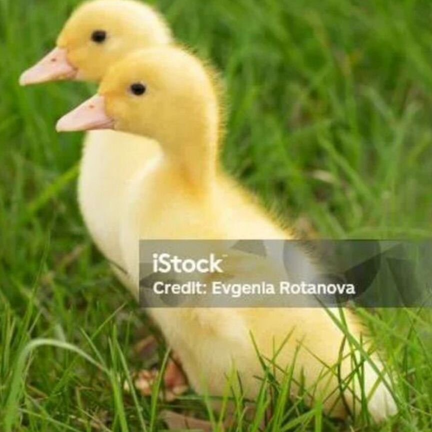Утята 3х суточные