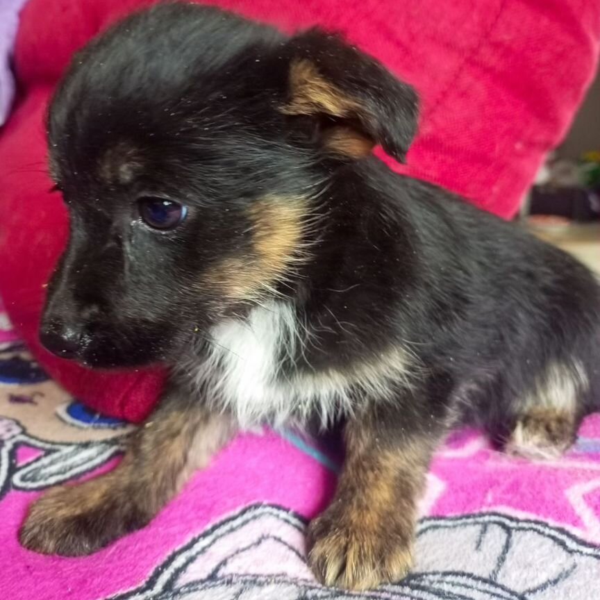 Йоркширский терьер, щенок