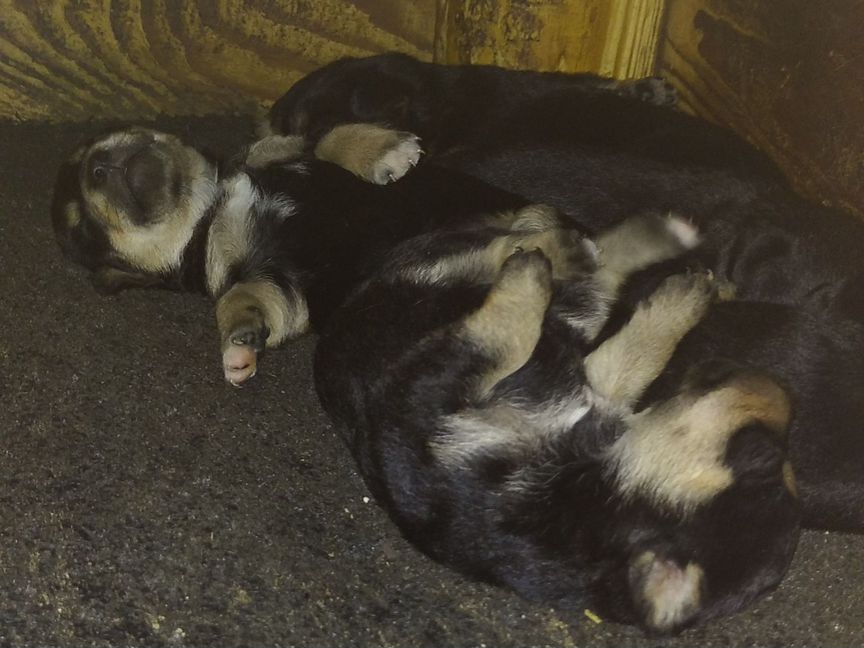 Открыта бронь на щенков ягдтерьеров