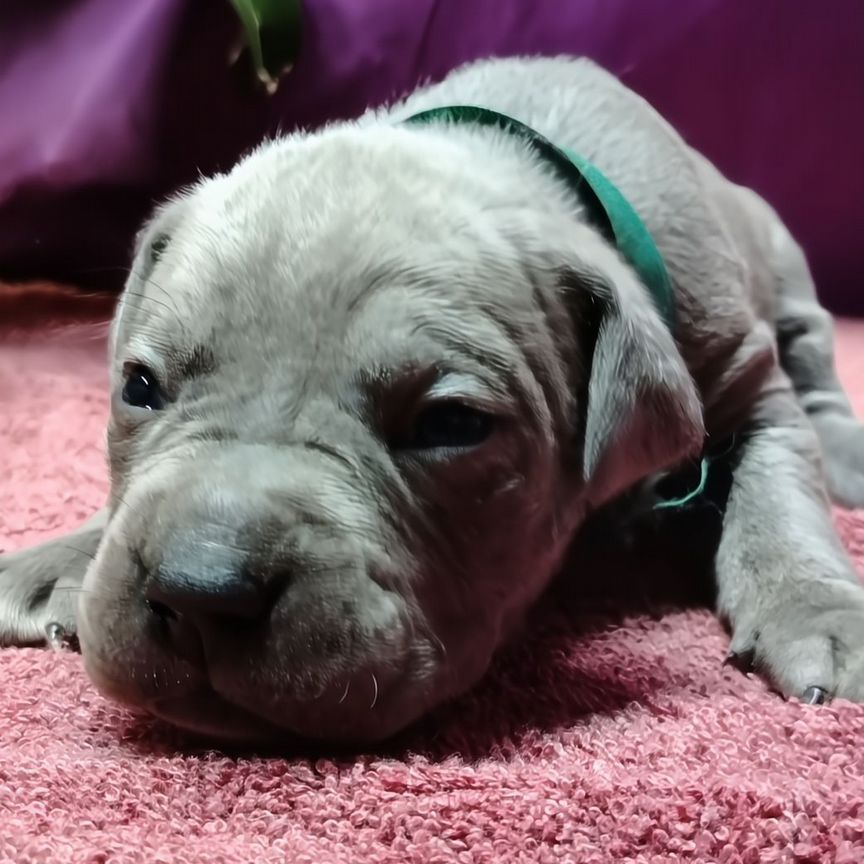 Кане-корсо, щенок