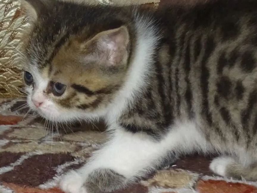 Британская