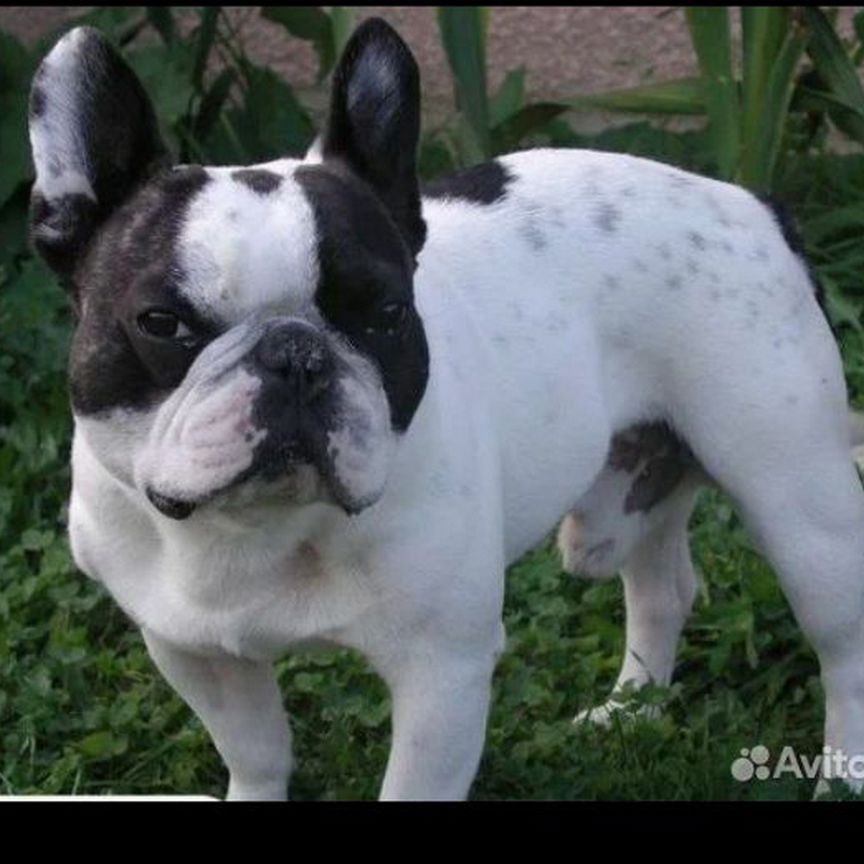 Французский бульдог