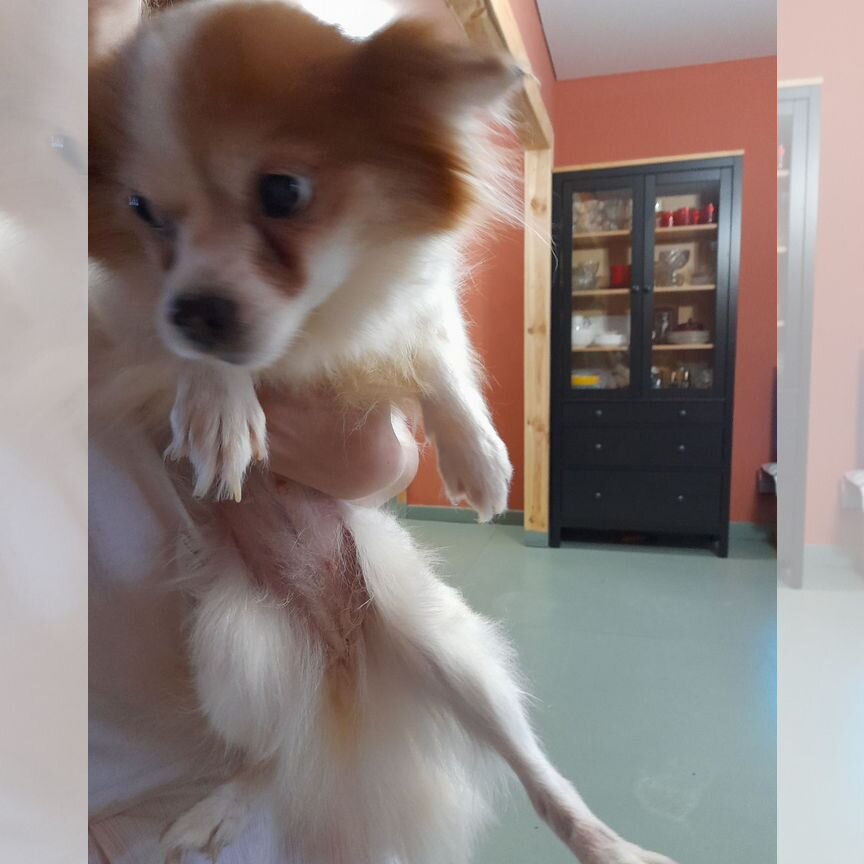 Чихуахуа, взрослая собака