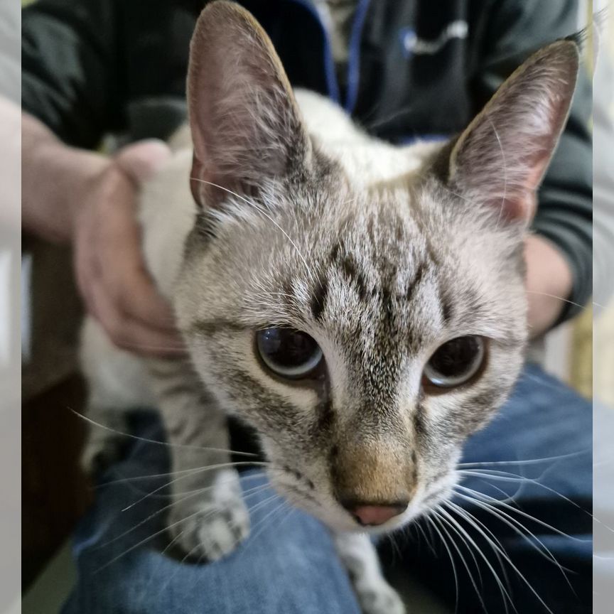 Кошка ищет своего человека