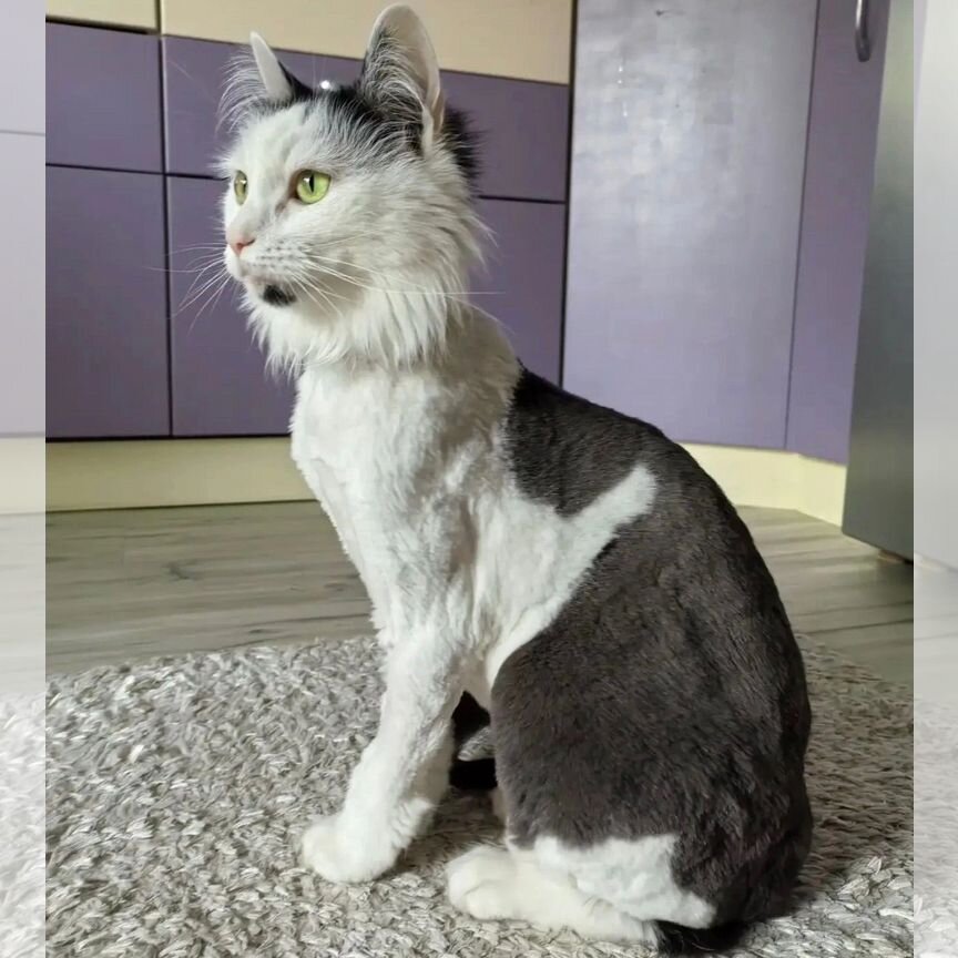 Взрослая, кошка в добрые руки
