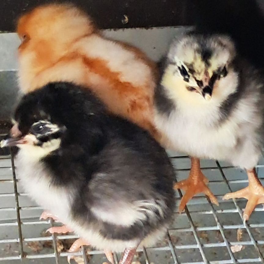 Цыплята суточные
