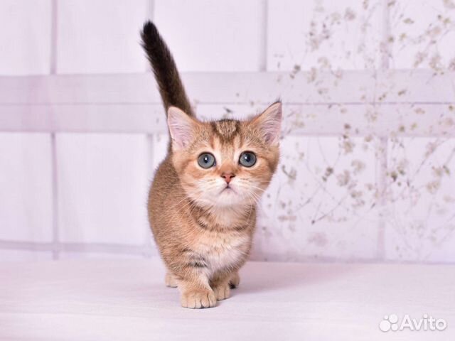 Девочка на коротких лапках