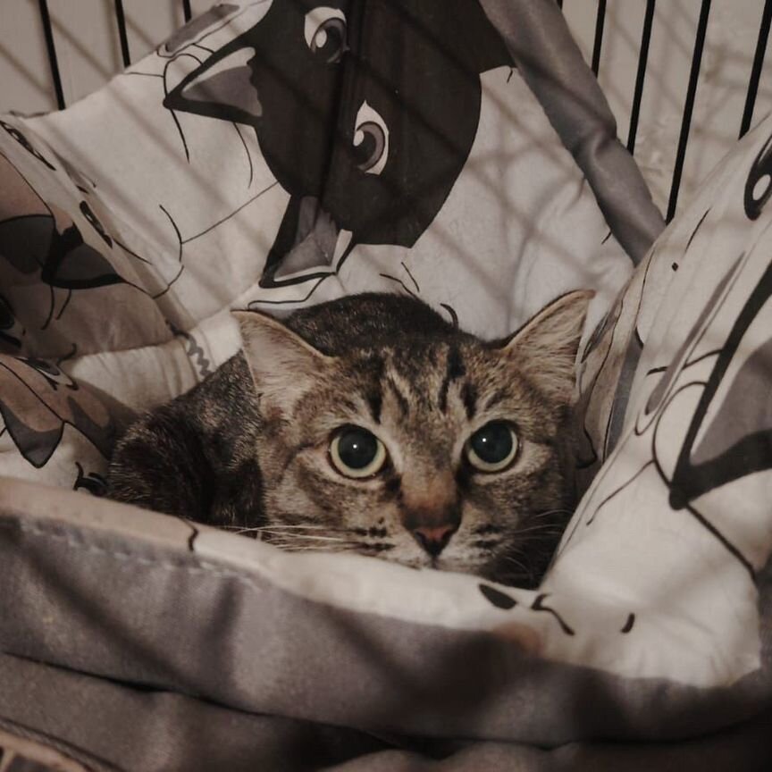 Кошки в добрые руки