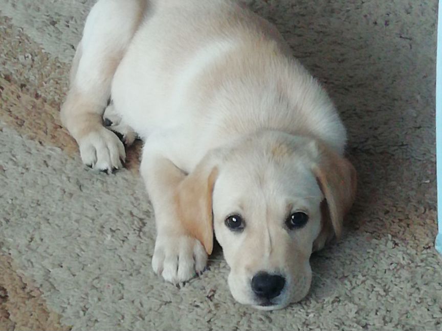 Щенок лабрадора 2 месяца