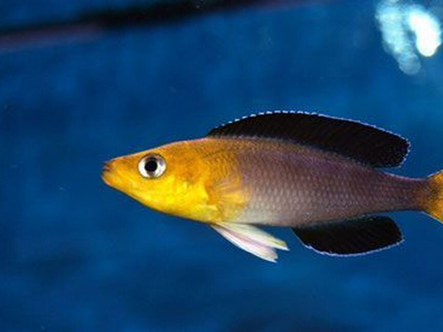 Циприхромис Танганьика