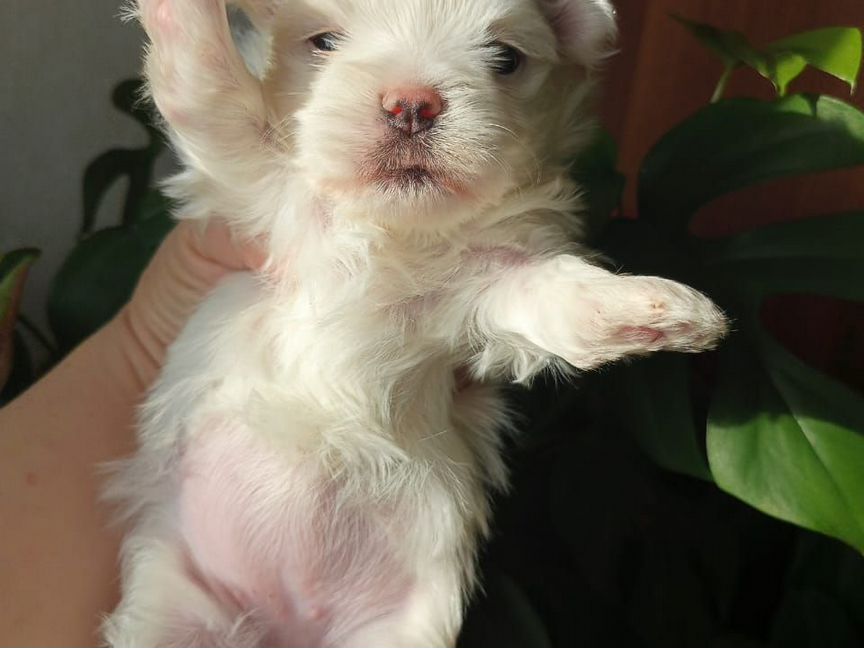 Мальтезе девочка