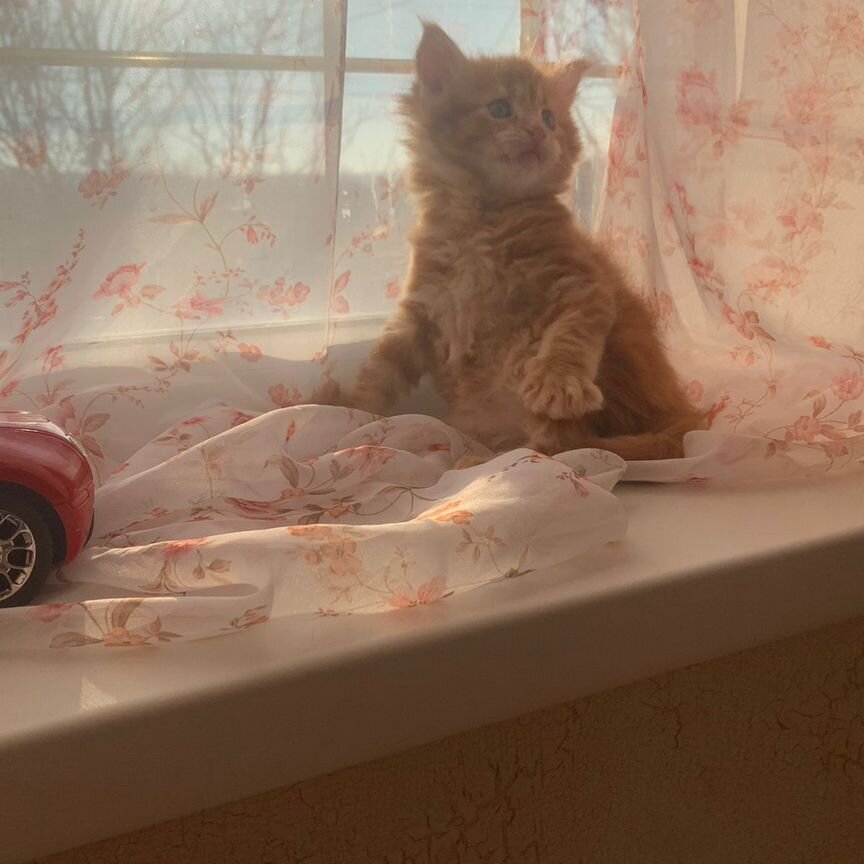 Котята Мейн-кун