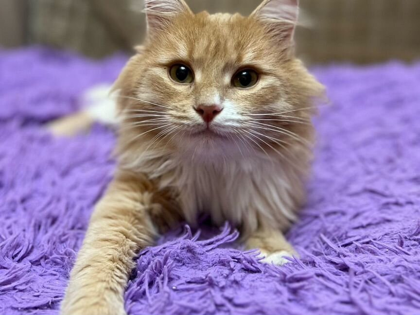 Рыжиий кот ищет дом
