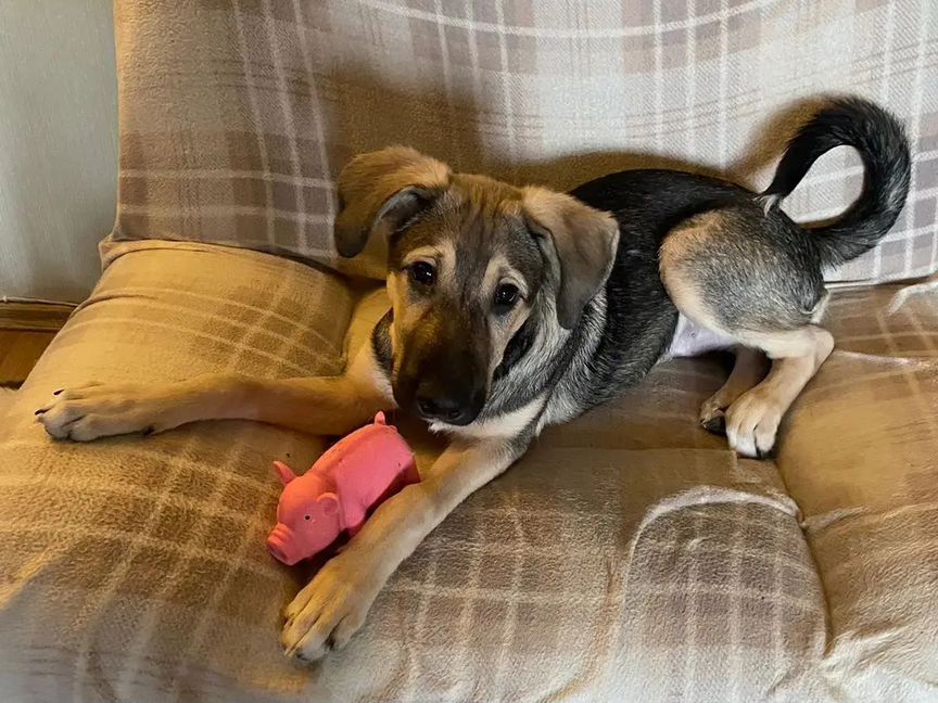 Щенок Арчи ищет дом и семью