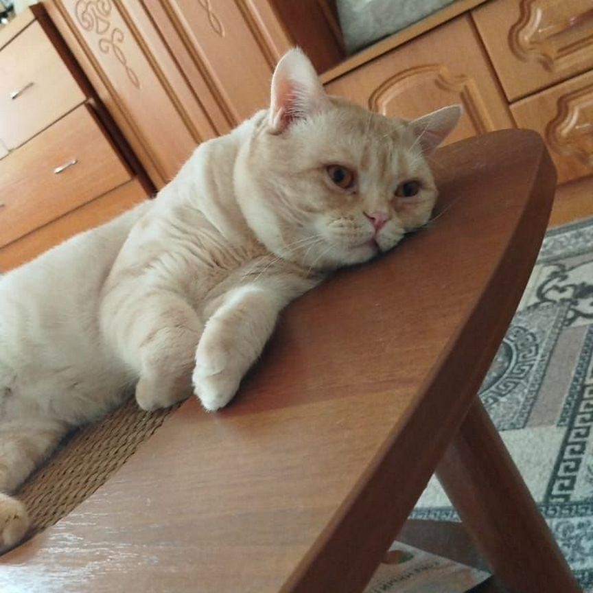 Шотландский кот на вязку