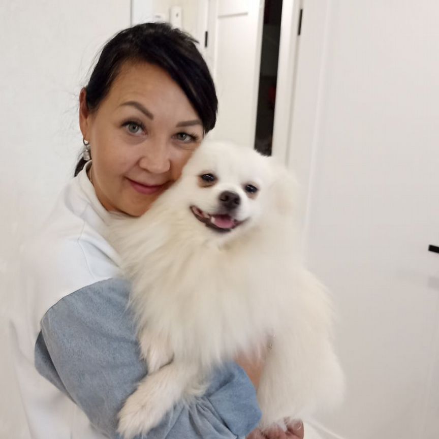 Немецкий шпиц, вязка