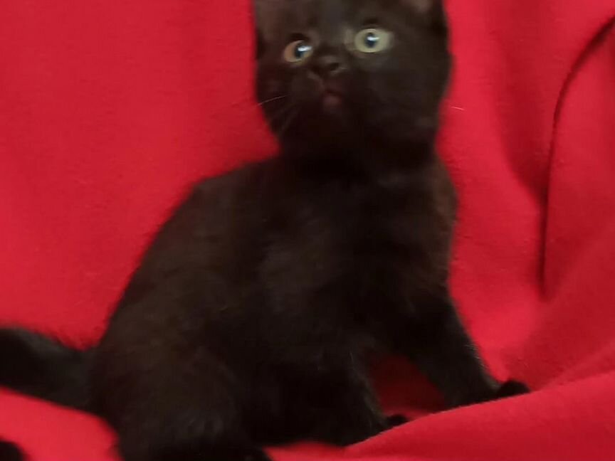 Пантеренок-мальчик 2 мес в дар