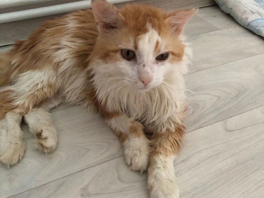 Подари дом бездомному котику