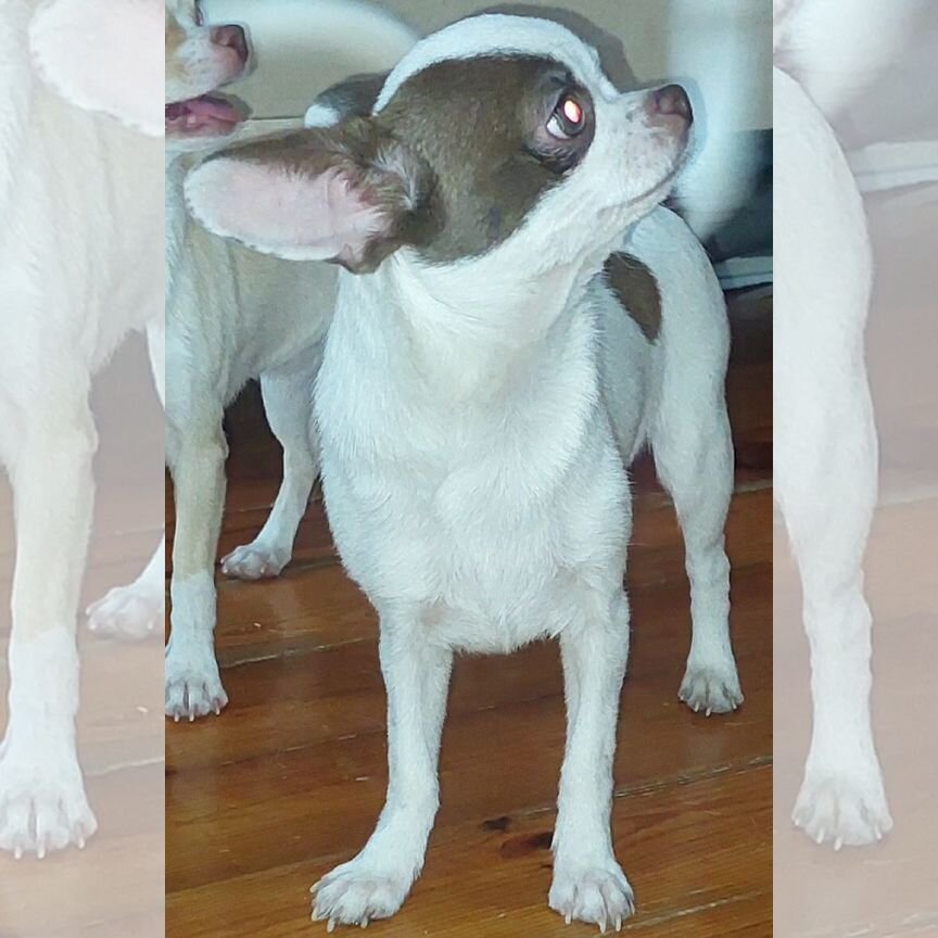 Подрощенная сука чихуахуа