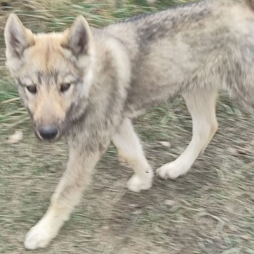 Щенок полуволка