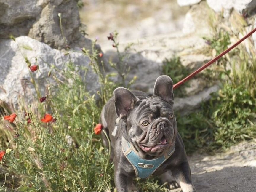Щенки французского бульдога 2 мес