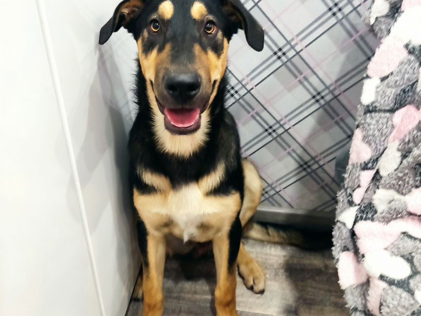 Удивительный щенок 4,5 мес