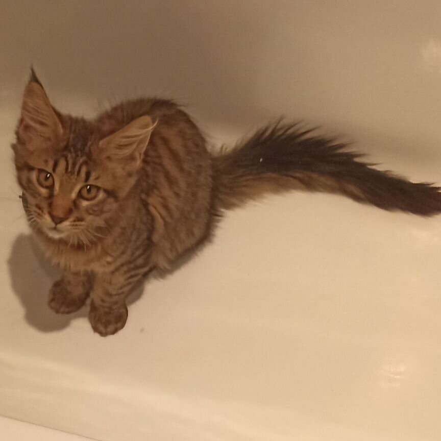 Кошка майнкун