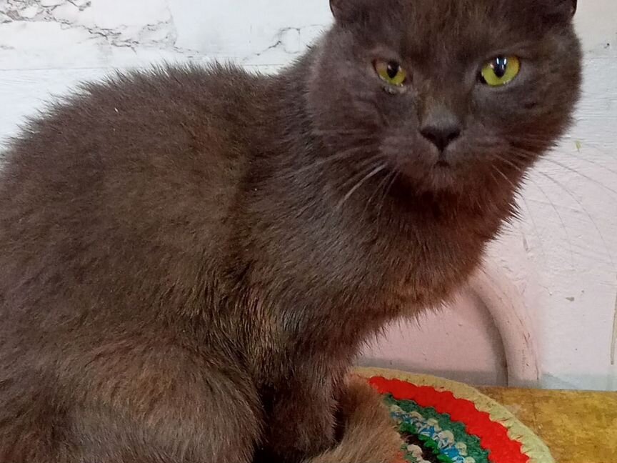 Котик бездомный, подросток