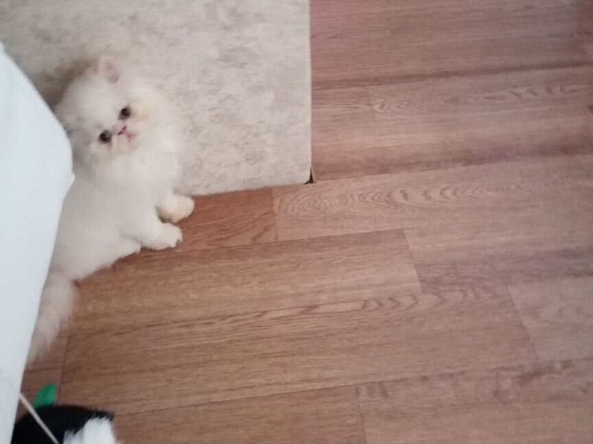 Экзотический котенок