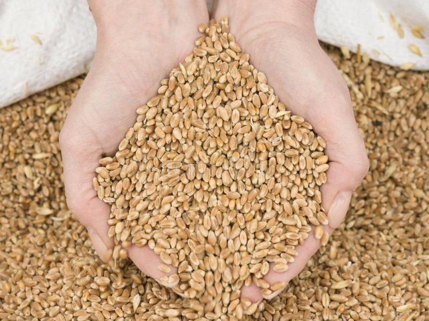 Продам зерно, овес в мешках