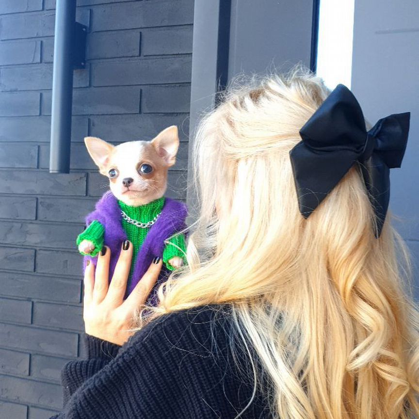 Щенки чихуахуа мини