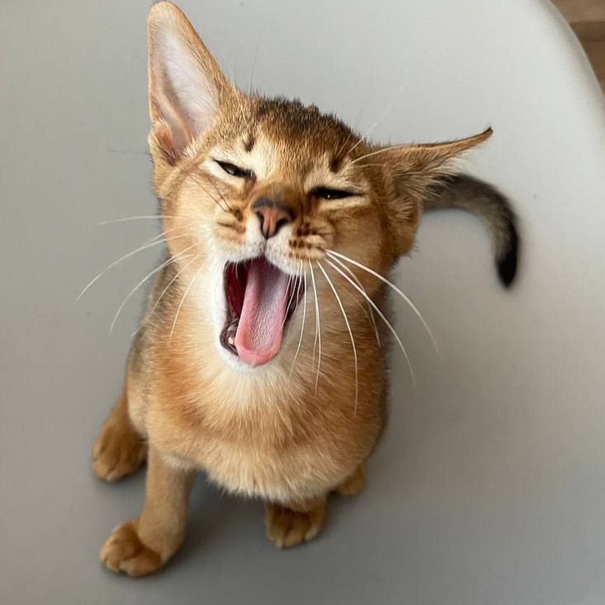 Абисинский котенок