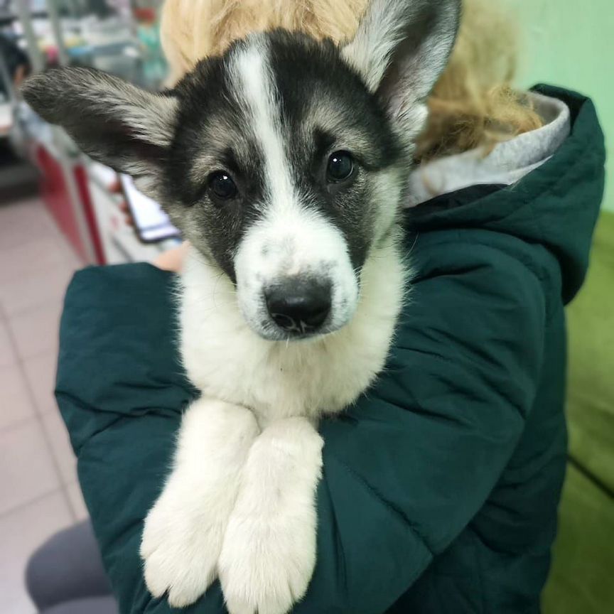Щенок в добрые руки бесплатно
