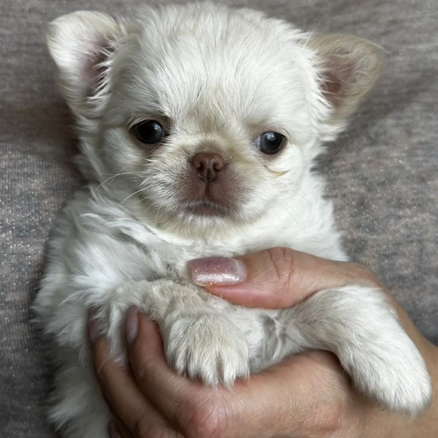 Чихуахуа, щенок