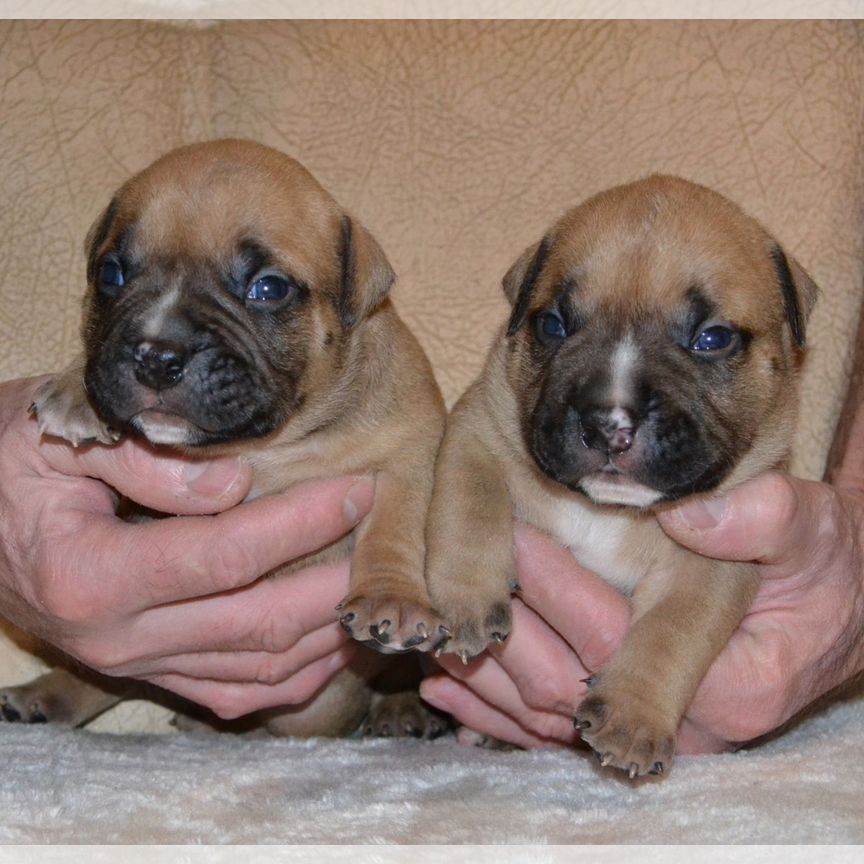 Американский булли, щенок