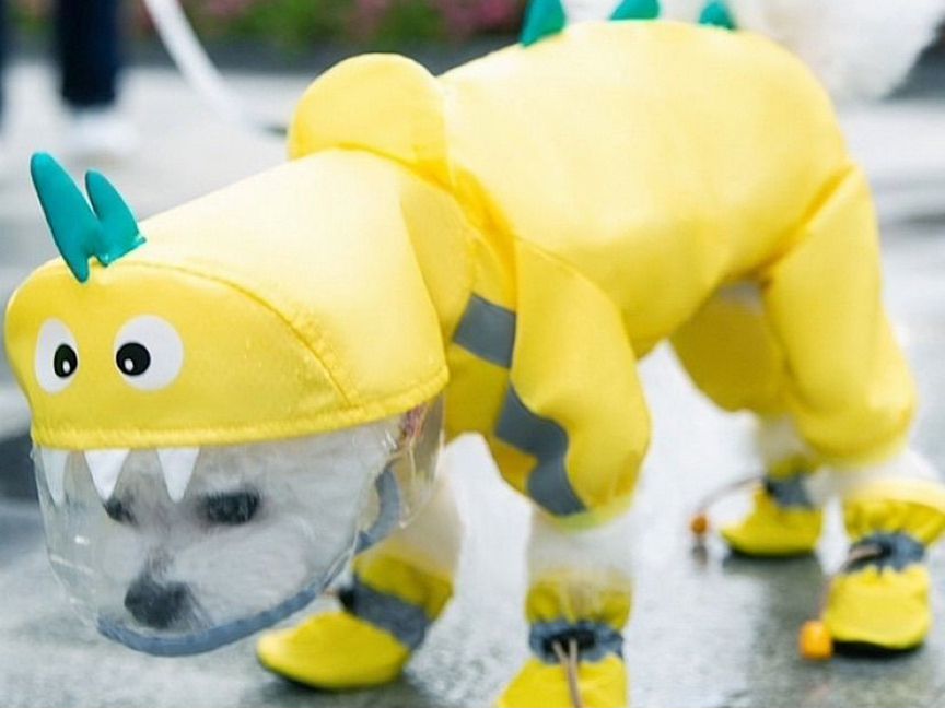 Одежда для собак пакетом