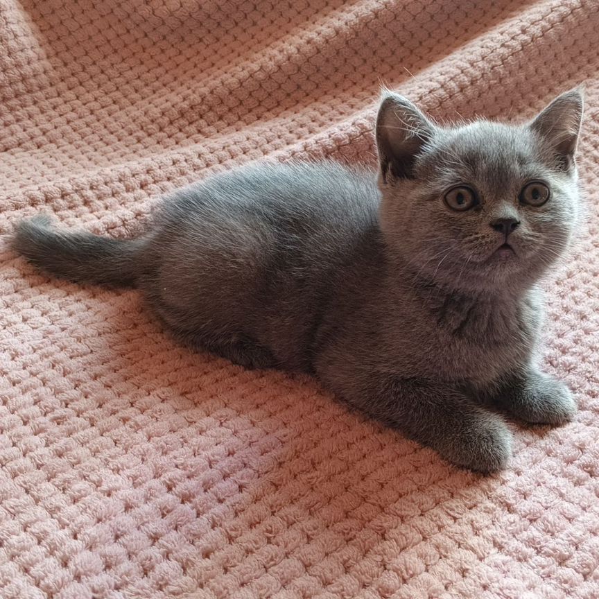 Британский короткошёрстный котёнок