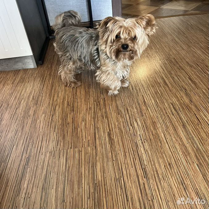 Отдам бесплатно Йорка мальчик