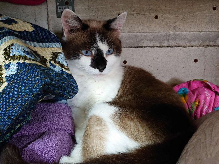 Кошка в добрые руки бесплатно сноу шу